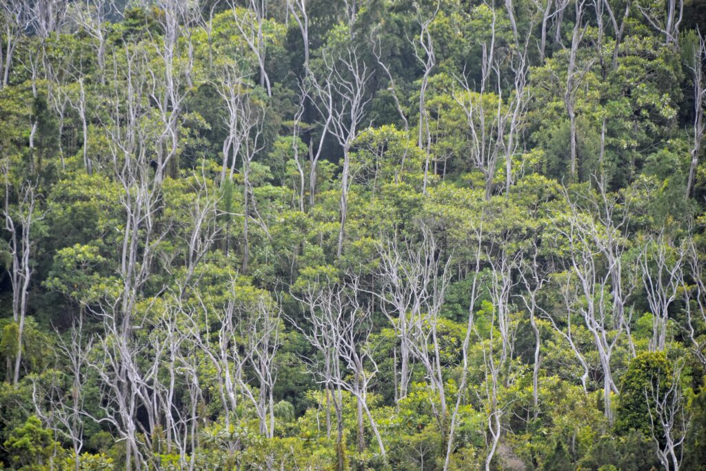 Solomon Islands - Women4Biodiversity