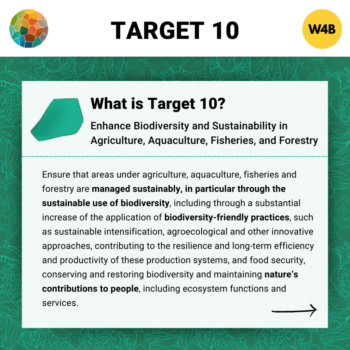 KM-GBF Targets Explainers - Women4Biodiversity